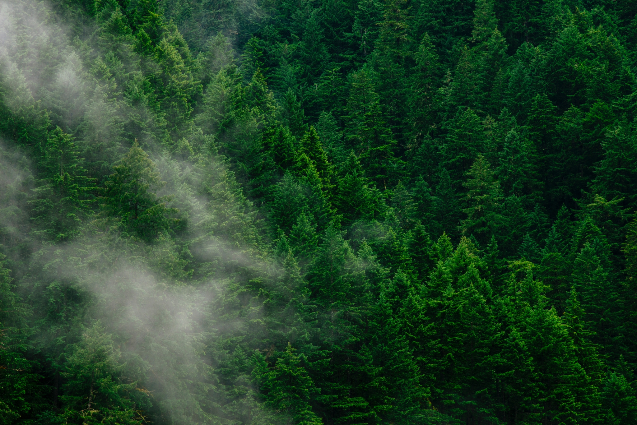 Importance of Sustainable Forest Management - PG Paper